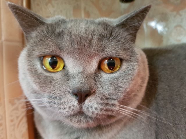 Chissà cosa starà pensando il gatto - Alexander Reif
